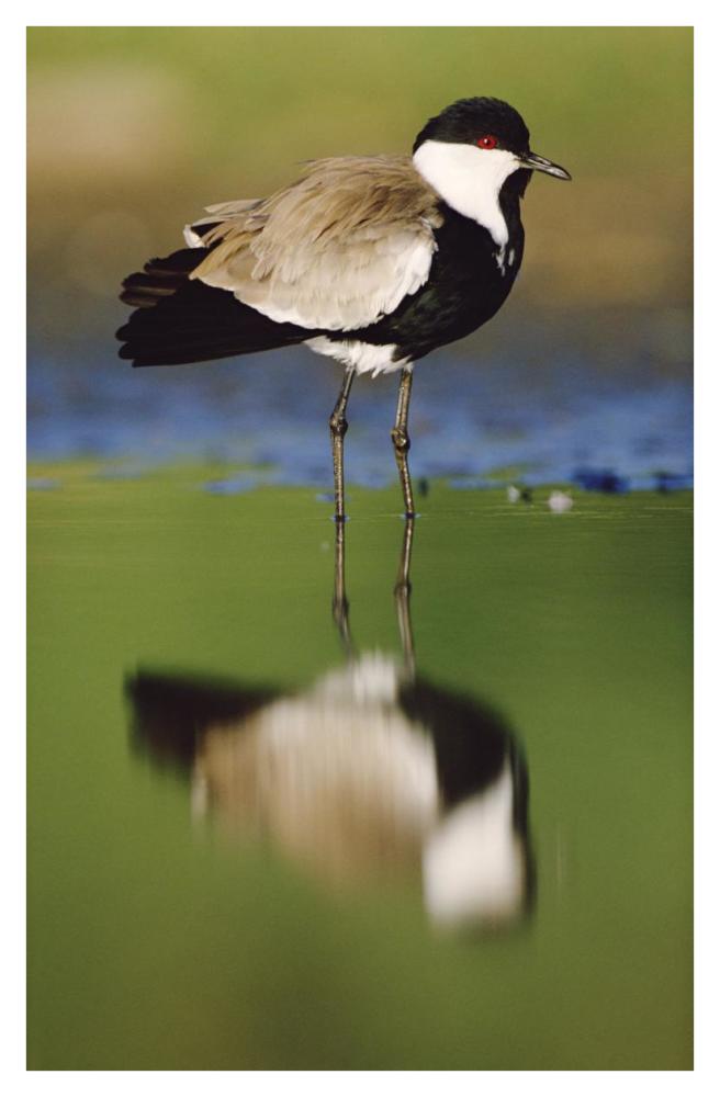 Spur-Winged Plover With Its Reflection At Waterhole, Kenya-Paper Art-27 ...