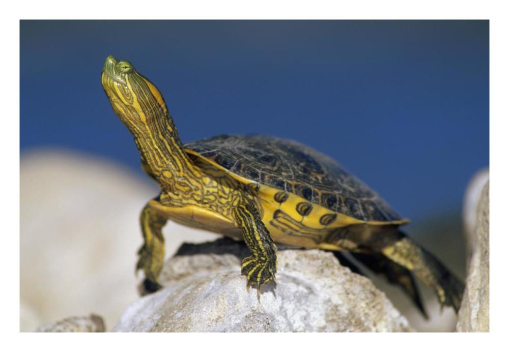 Yellow-Bellied Slider Turtle, Portrait, On Rock, North America-Paper ...