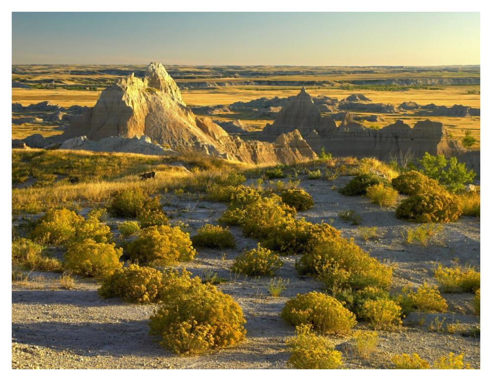 Coyote Bush And Eroded Features Bordering Grasslands, Badlands National ...