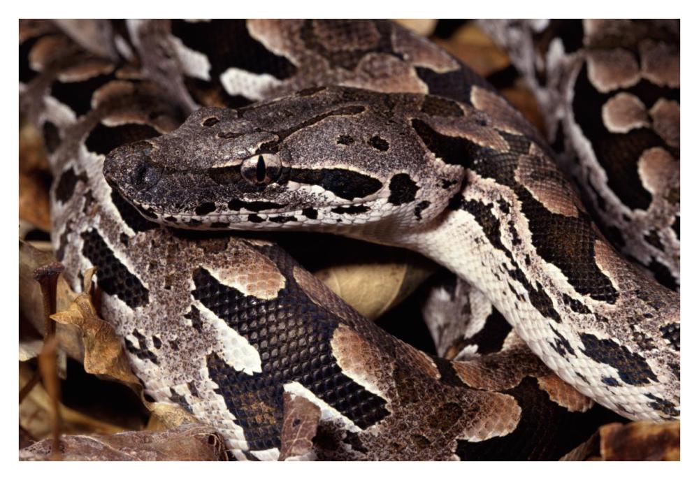 Madagascar Ground Boa Madagascar-Paper Art-38X26 – Virventures